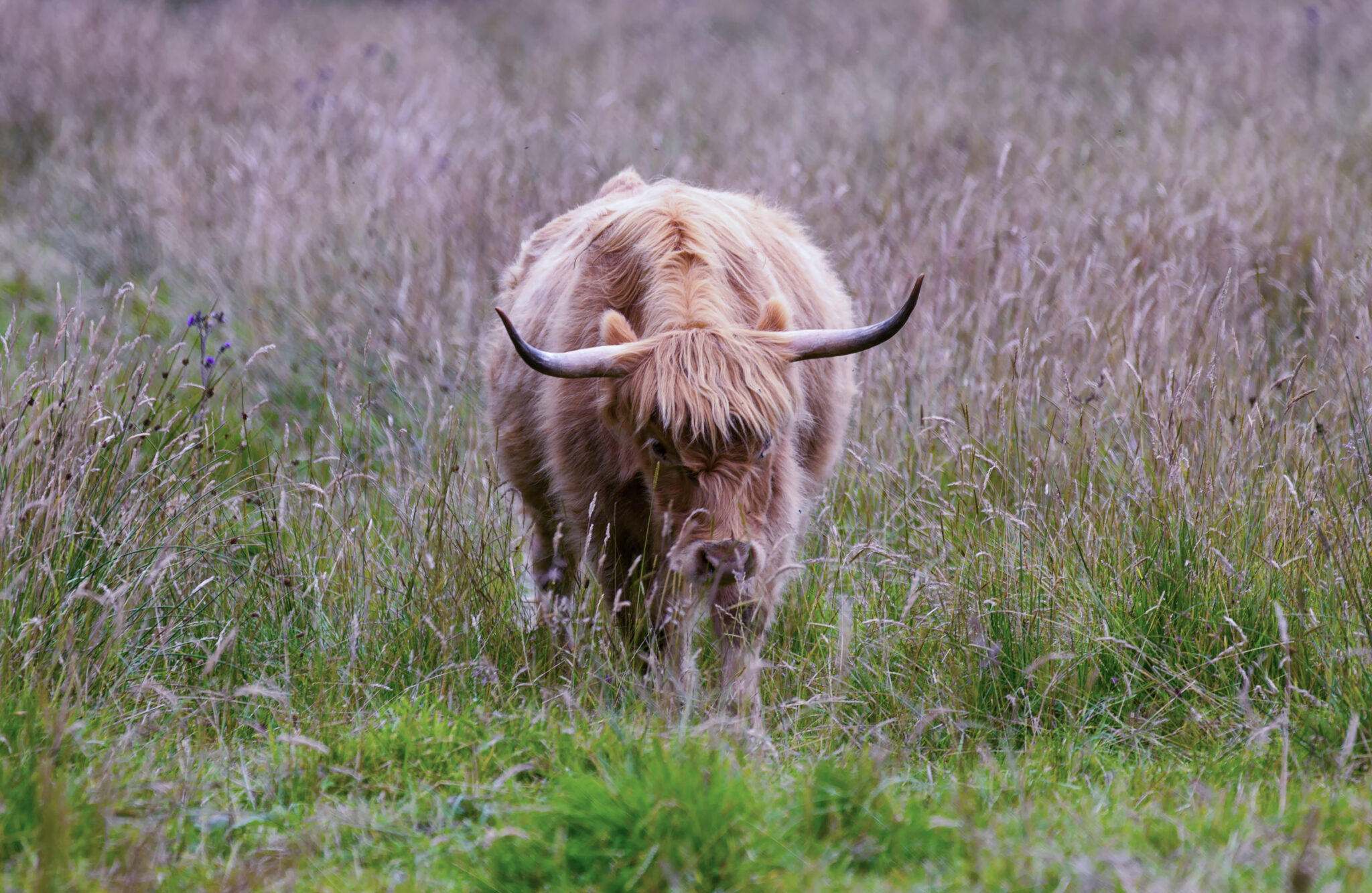 Female Highland Cow Horns Explained (And Why You Probably Guessed Wrong)