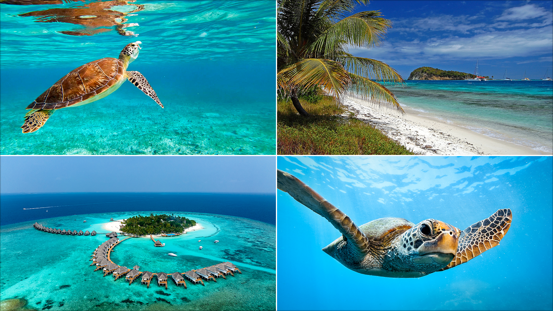 Where Can You Swim with Turtles? The Best Destinations Worldwide