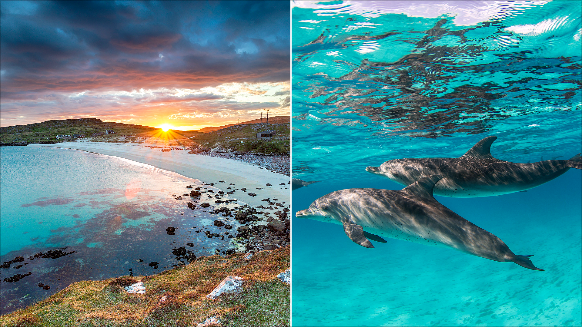 Dolphin Watching Scotland: Where to Go, When to Visit, and How to Do It ...